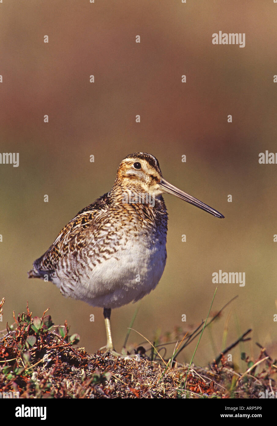 Common Snipe Vertical Stock Photo - Alamy