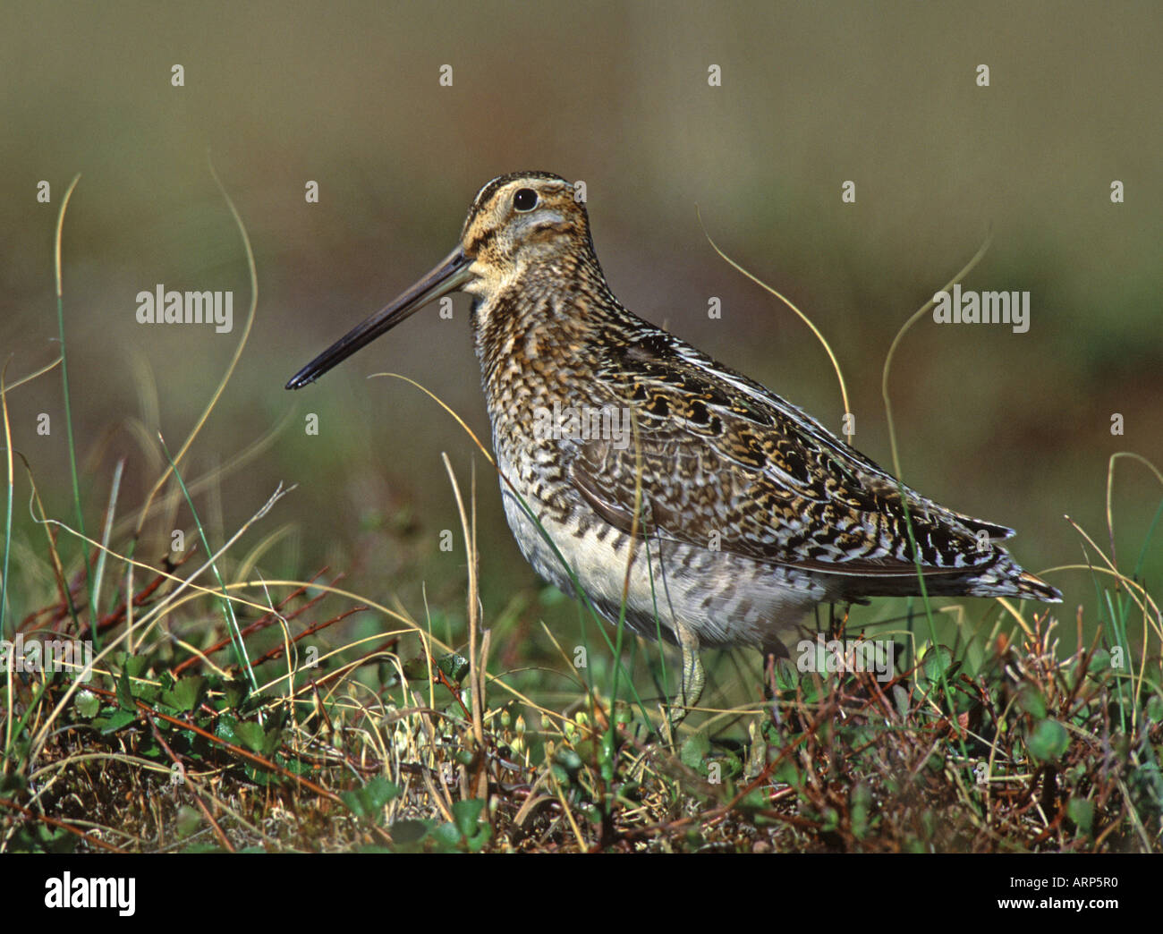 Snipes birds hi-res stock photography and images - Alamy