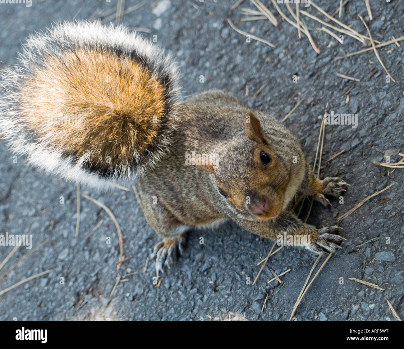 A grey squirrel looking up at the camera Stock Photo - Alamy