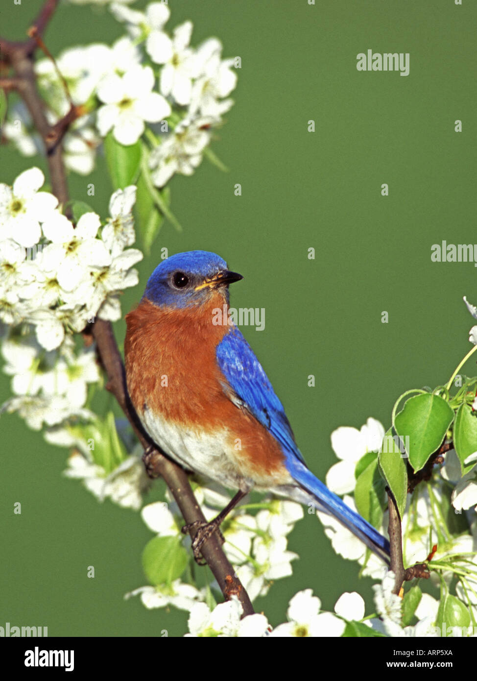 Birds in pear flowers hi-res stock photography and images - Alamy