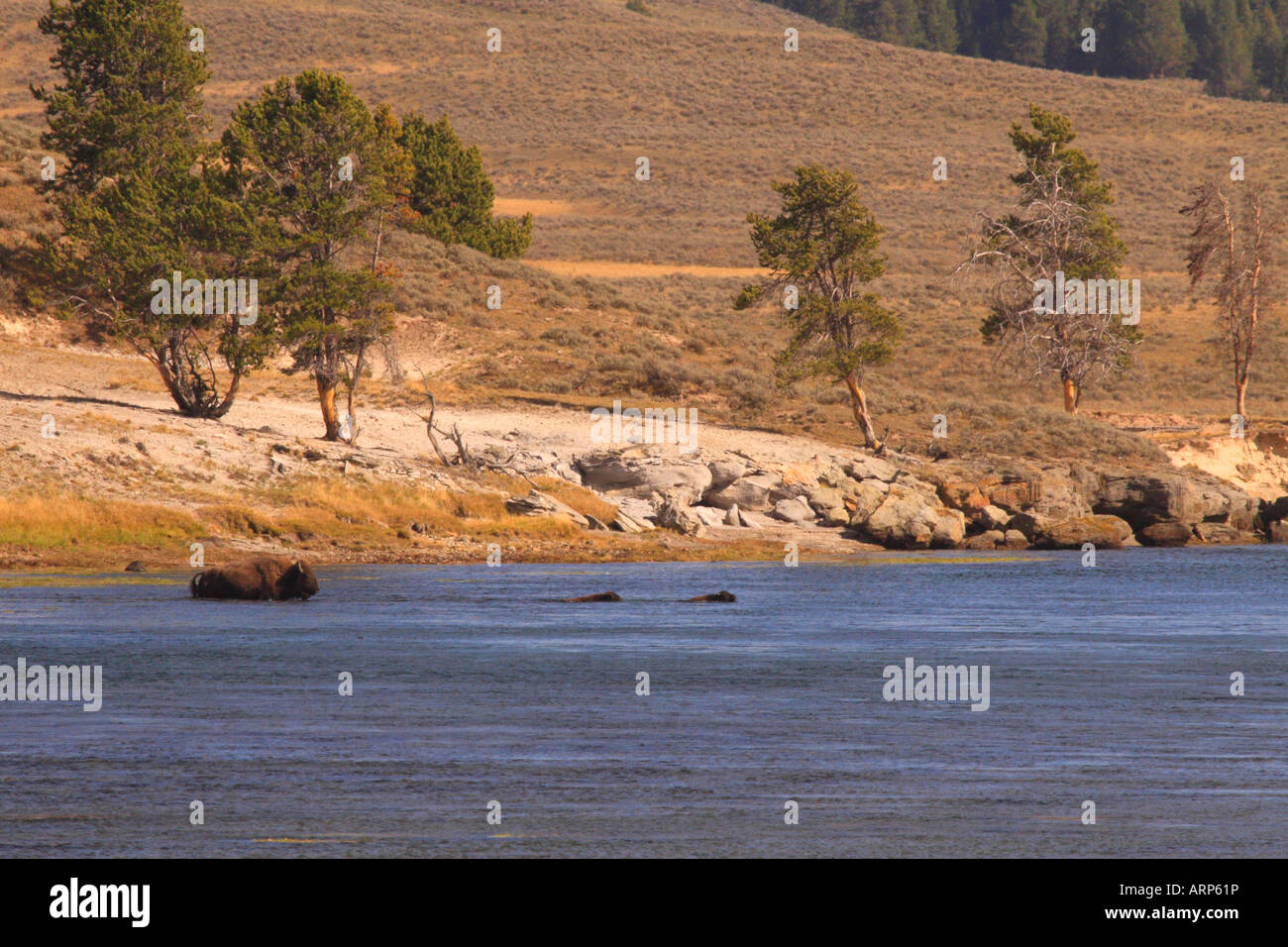 Western united states of america bison herd swim swimming cross hi-res ...