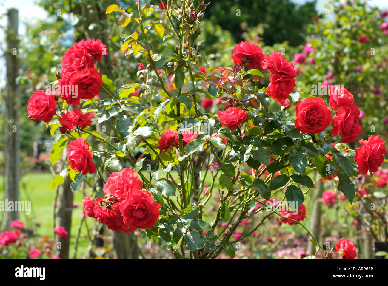 Rosa Trumpeter MACTRU Stock Photo - Alamy