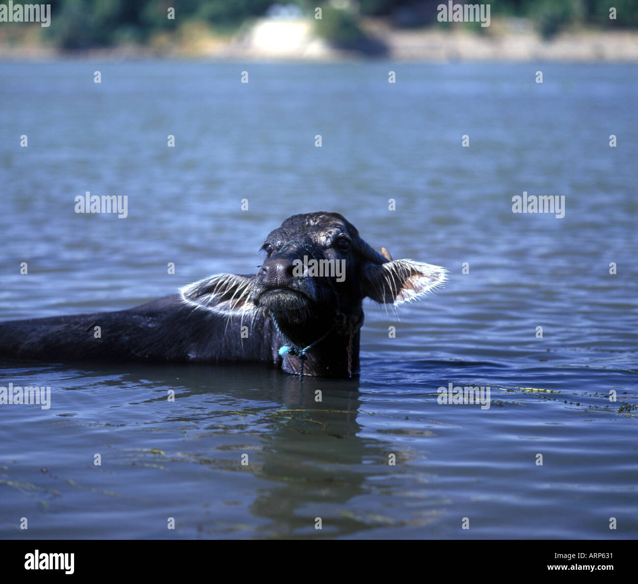 Water Buffalo Nile Egypt Stock Photo - Alamy