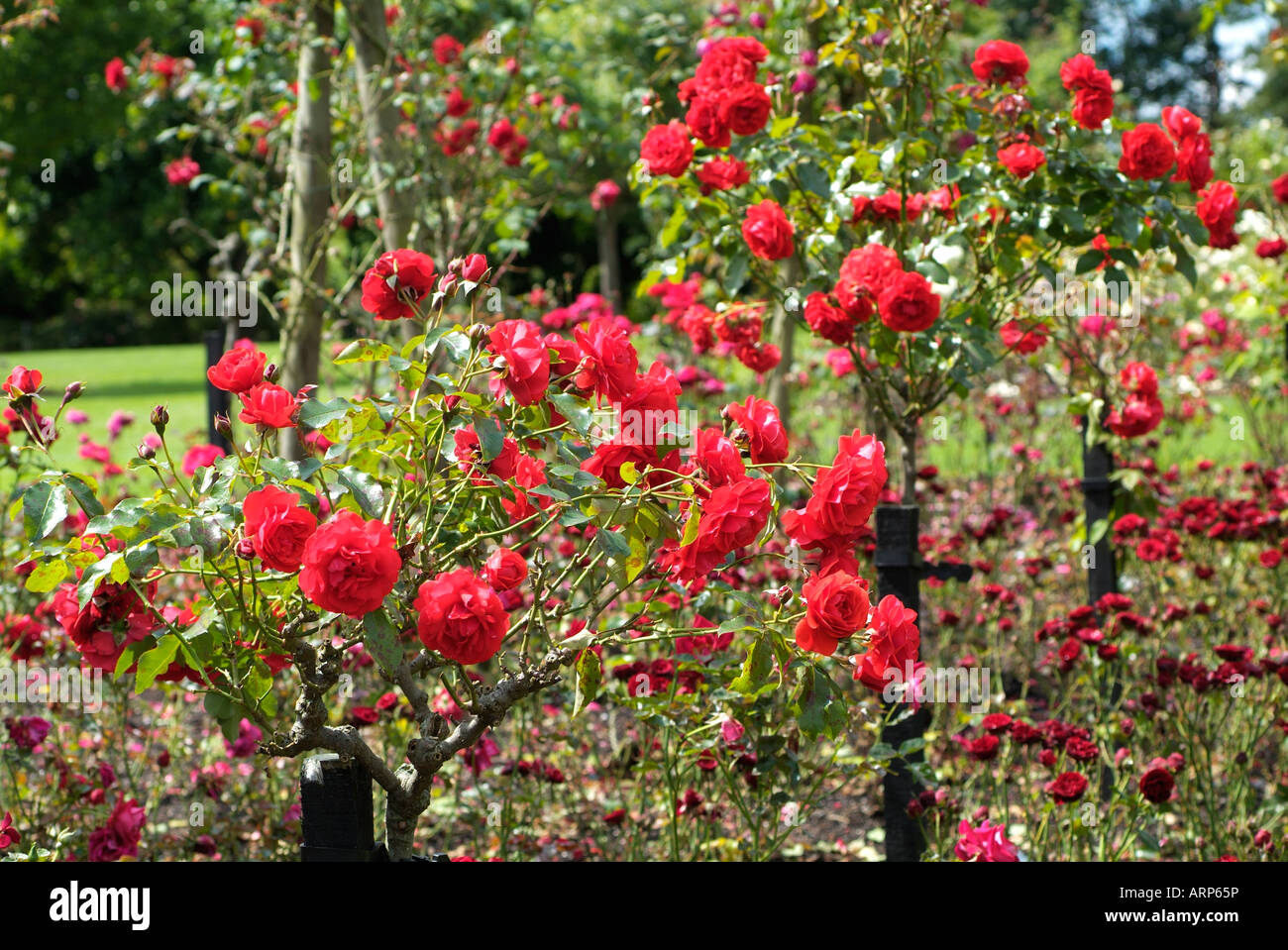 Rosa Trumpeter MACTRU Stock Photo - Alamy