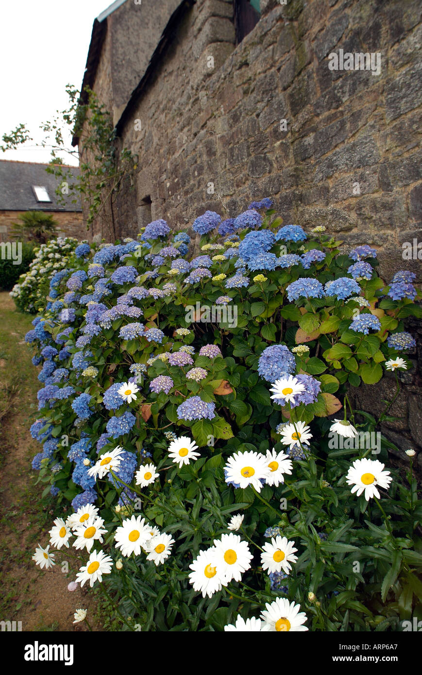 Hydrangea tree in Brittany Stock Photo - Alamy