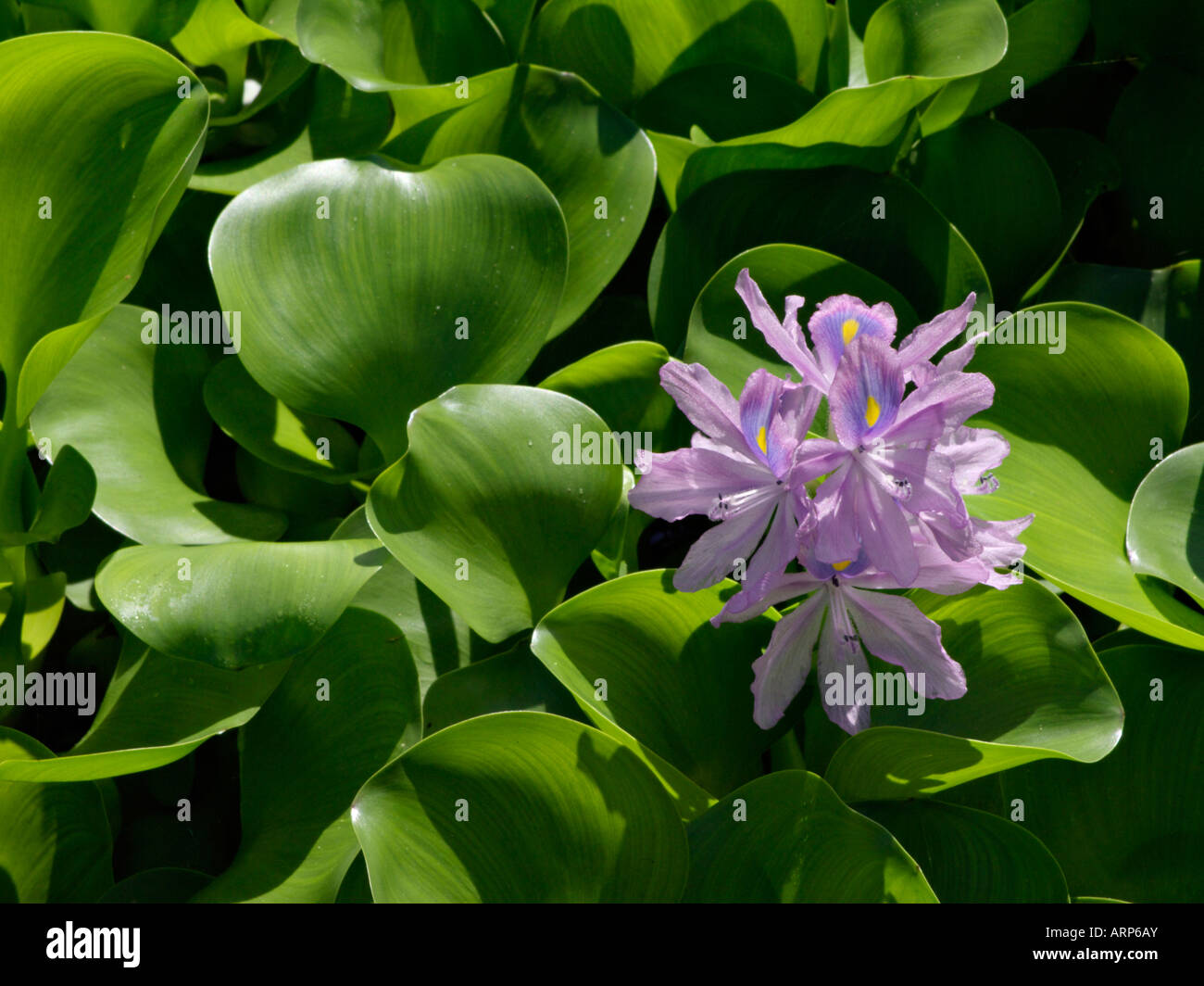 Water hyacinth (Eichhornia crassipes Stock Photo - Alamy