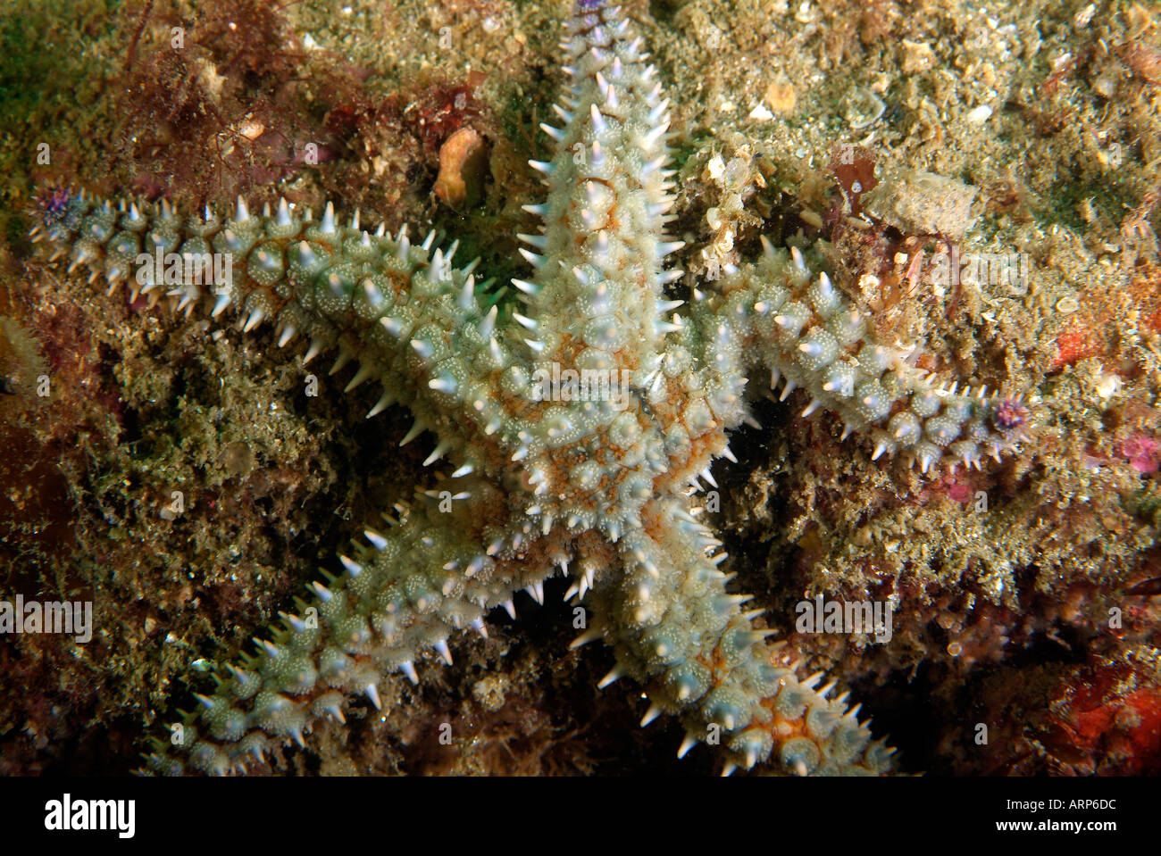 West atlantic sea star hi-res stock photography and images - Alamy