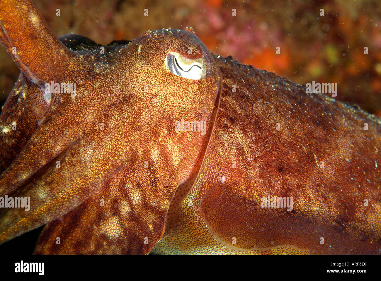 Common cuttlefish hunting hi-res stock photography and images - Alamy