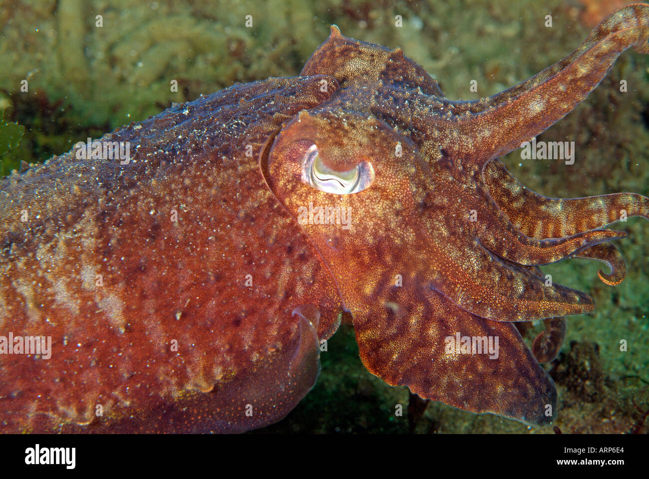 Common cuttlefish hunting hi-res stock photography and images - Alamy