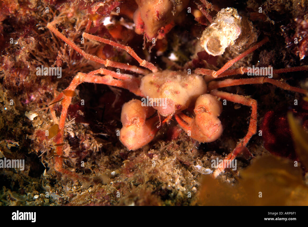 Marine borer hi-res stock photography and images - Alamy