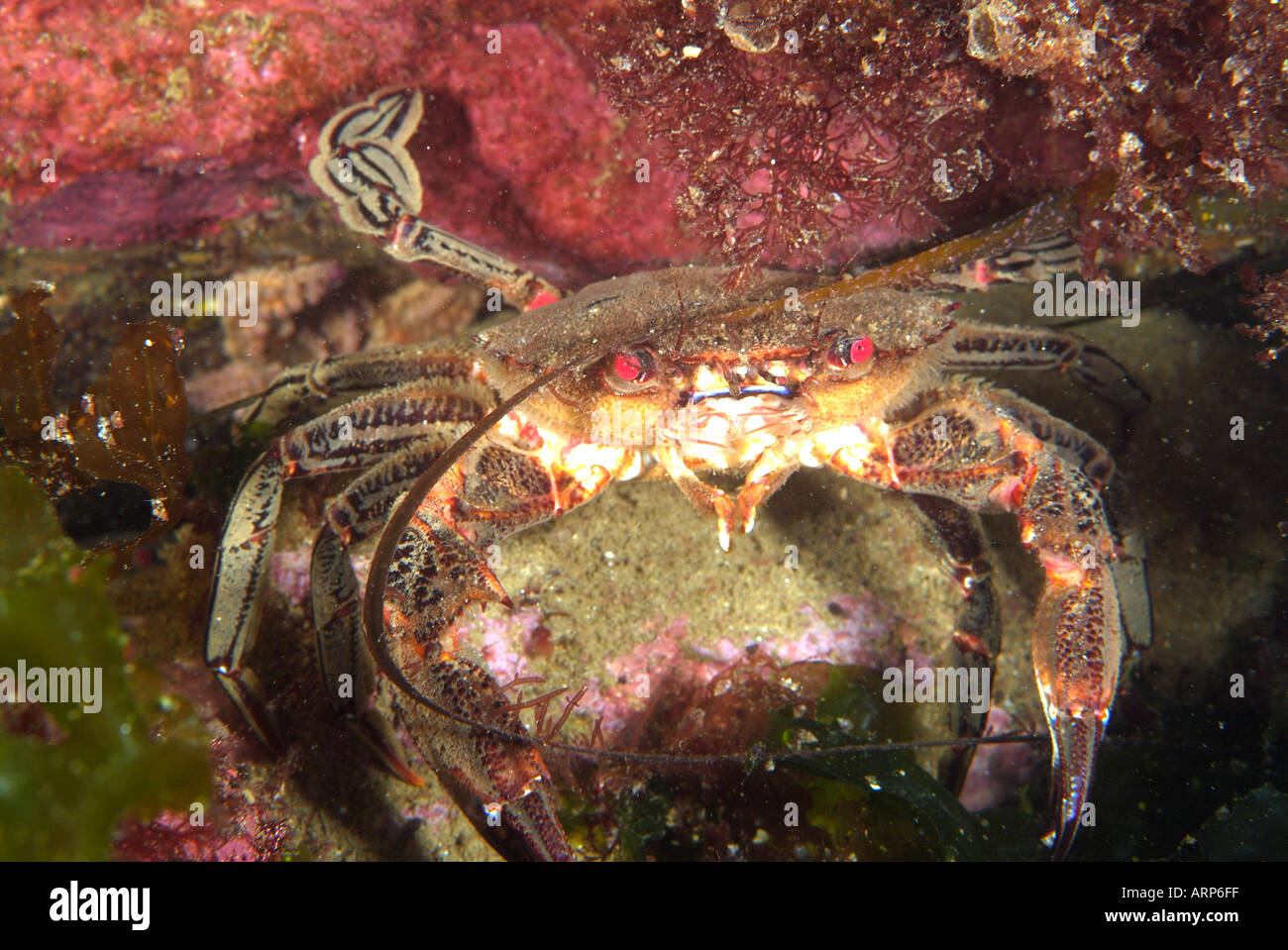 Devil crab hiding in rocks in Brittany Stock Photo - Alamy