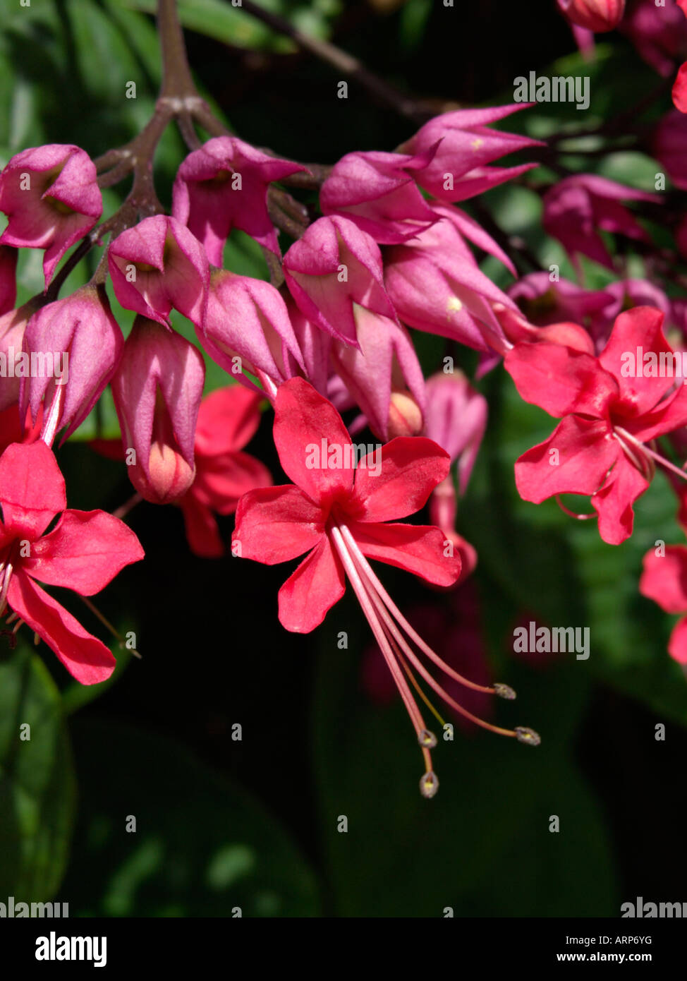 Glory bower (Clerodendrum syn. Clerodendron Stock Photo - Alamy