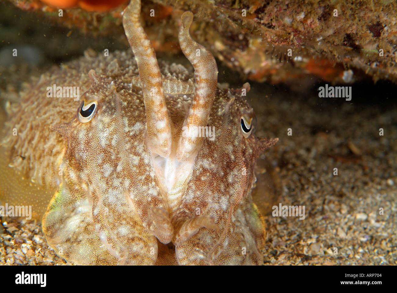 Common cuttlefish hunting hi-res stock photography and images - Alamy