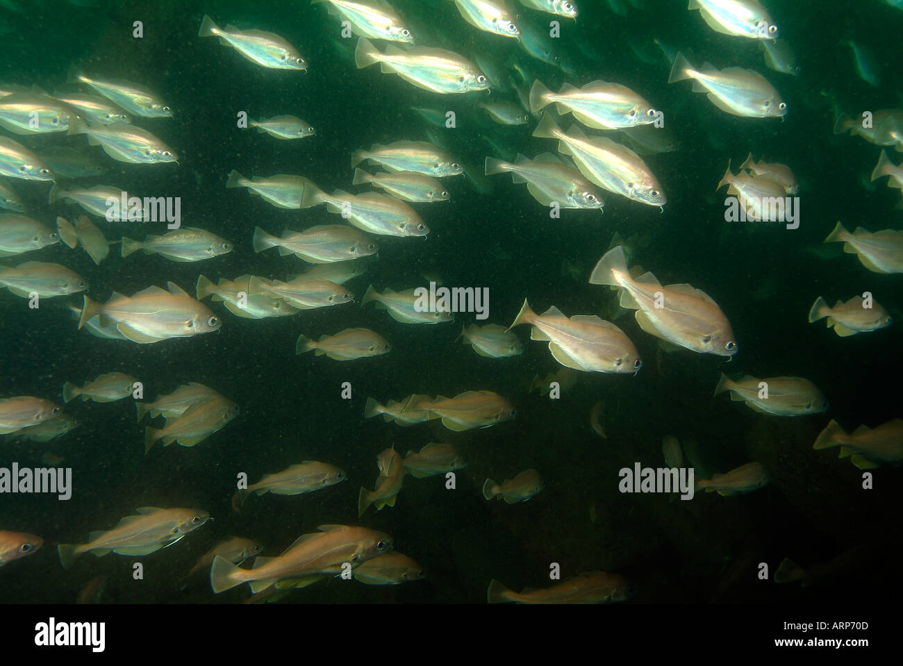 Pout Whiting Fish High Resolution Stock Photography and Images - Alamy