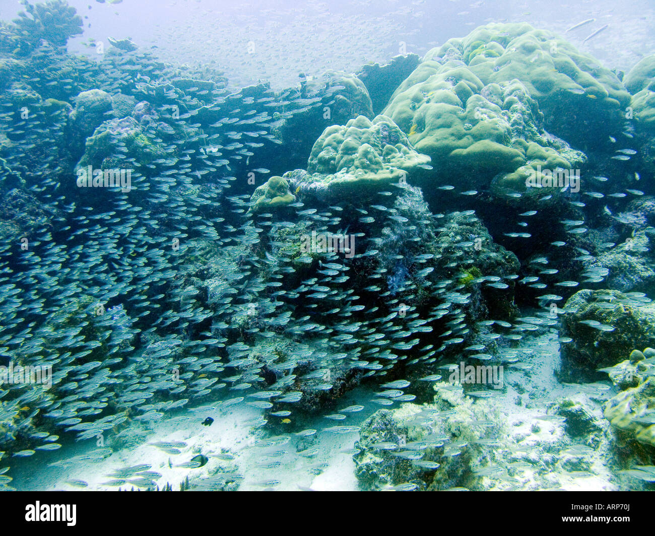 Fish of the andaman islands hi-res stock photography and images - Alamy