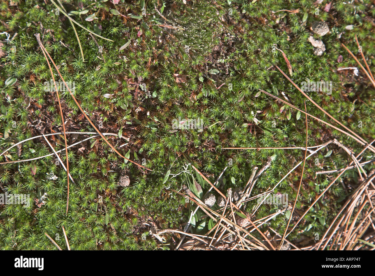 Moss close up on forest floor looking down from overhead Stock Photo ...