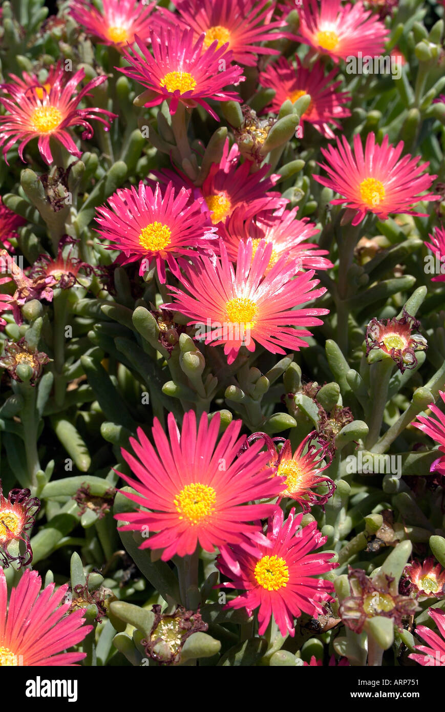 Cactus flowers mediterranean coast hi-res stock photography and images ...