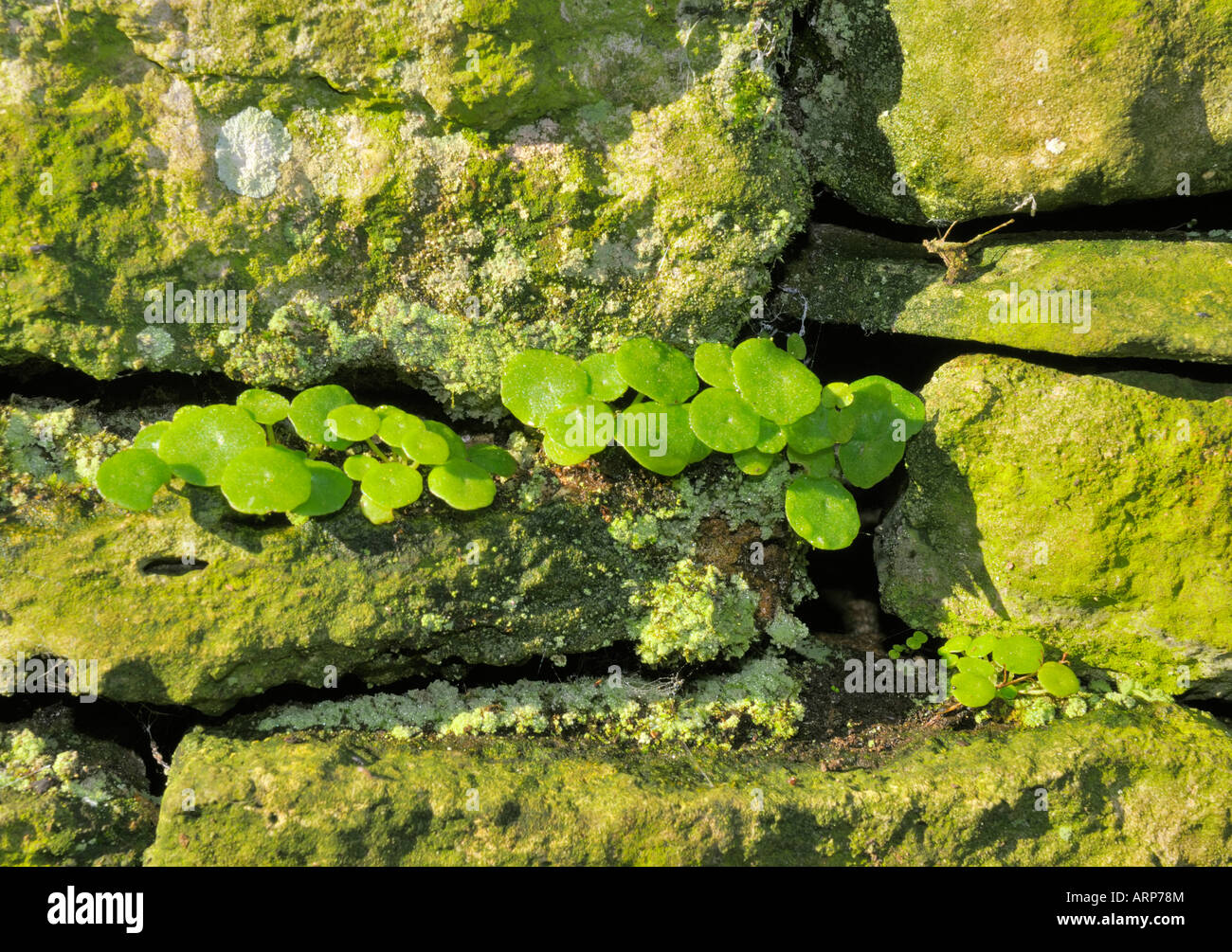Navelwort Umbilicus rupestris Round leaves on mossy Cotswold Stone wall ...