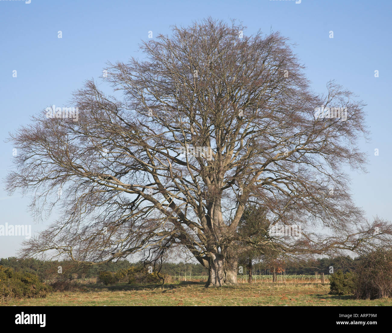 Common beech hi-res stock photography and images - Alamy