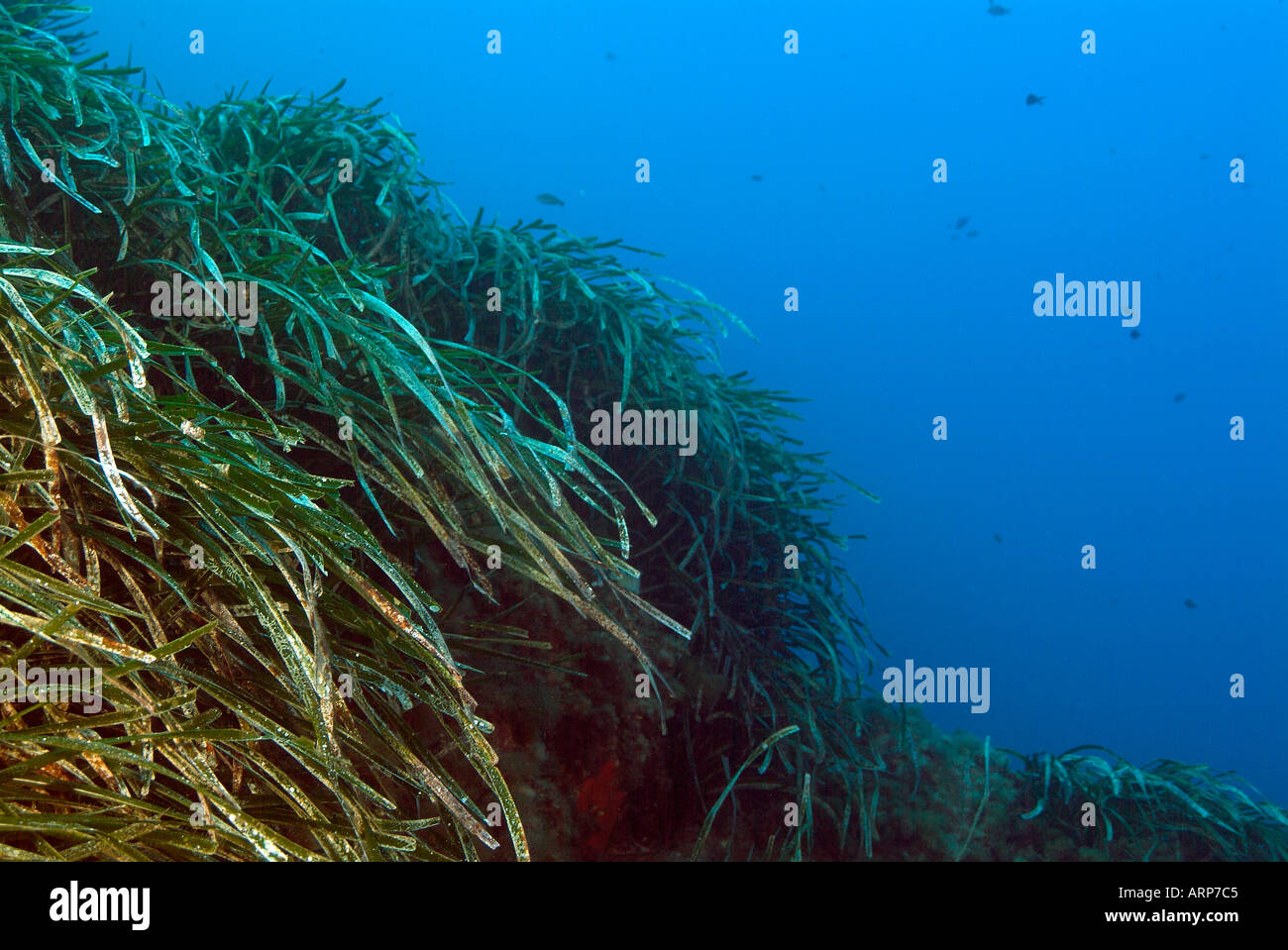 Algae field hi-res stock photography and images - Alamy