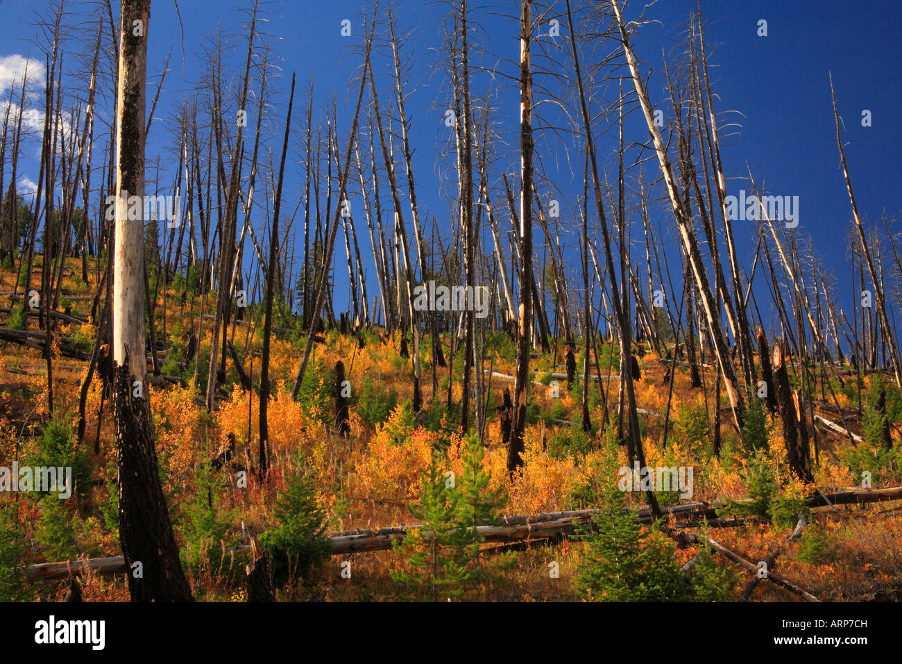 Yellowstone fire regrowth hi-res stock photography and images - Alamy