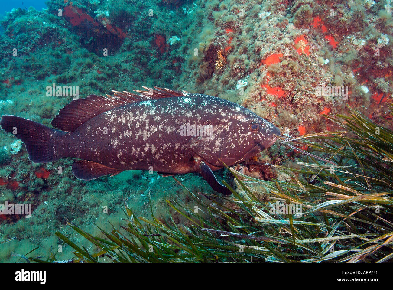 Big grouper swimming over a field of algae Stock Photo - Alamy