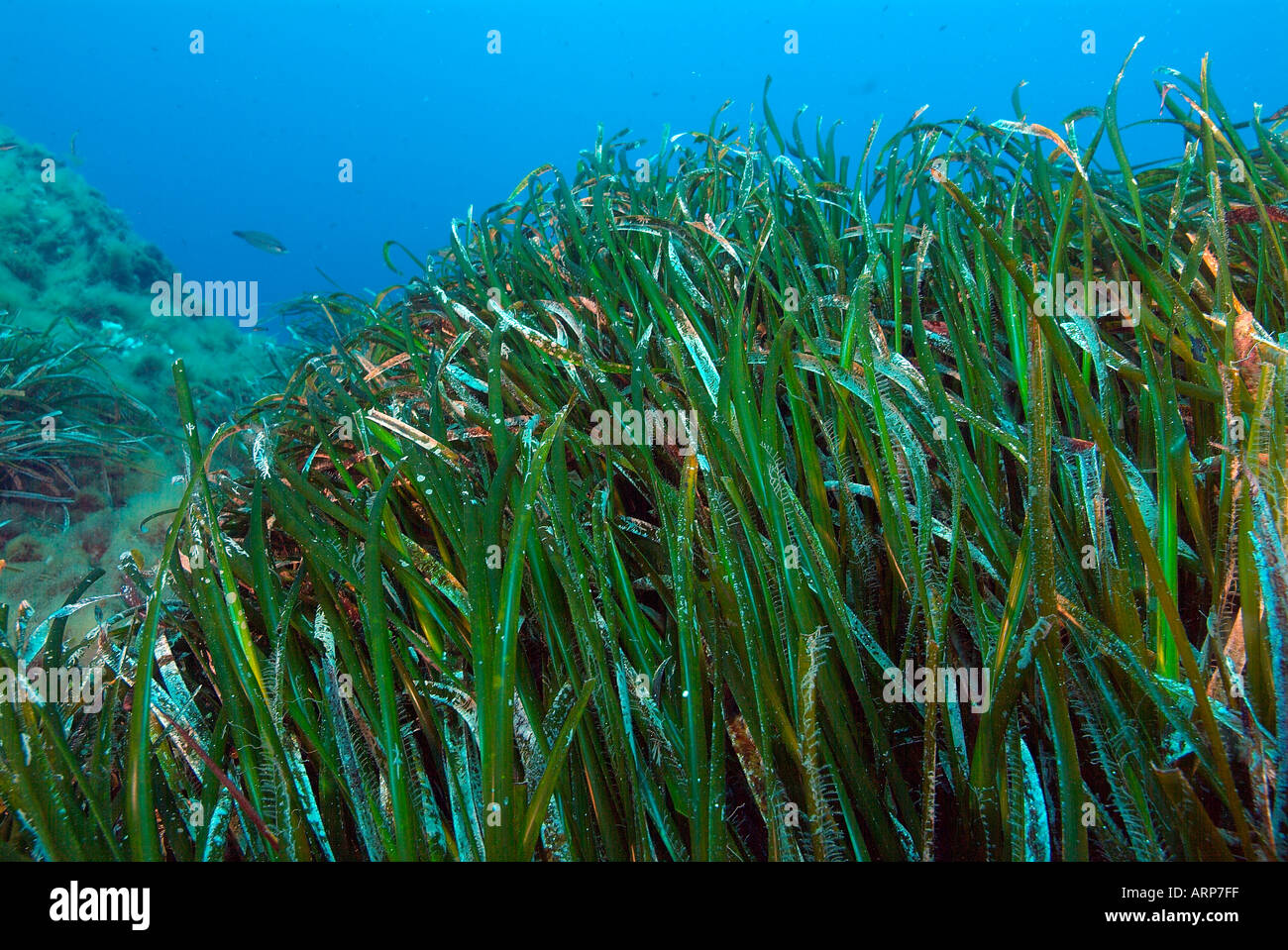 Field of algae in the Mediterranean sea Stock Photo - Alamy