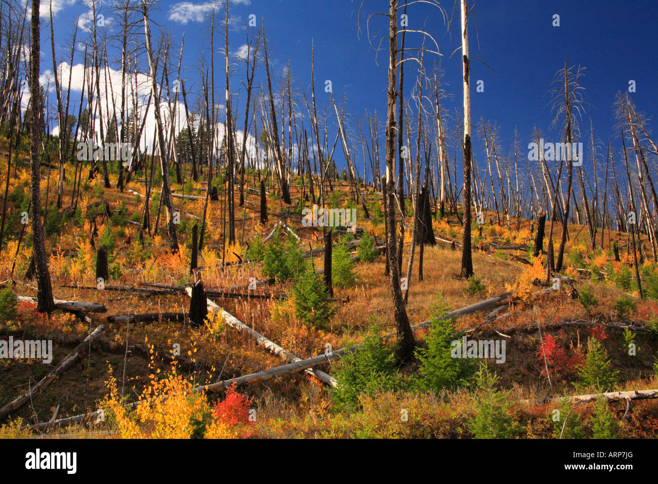 Yellowstone fire regrowth hi-res stock photography and images - Alamy