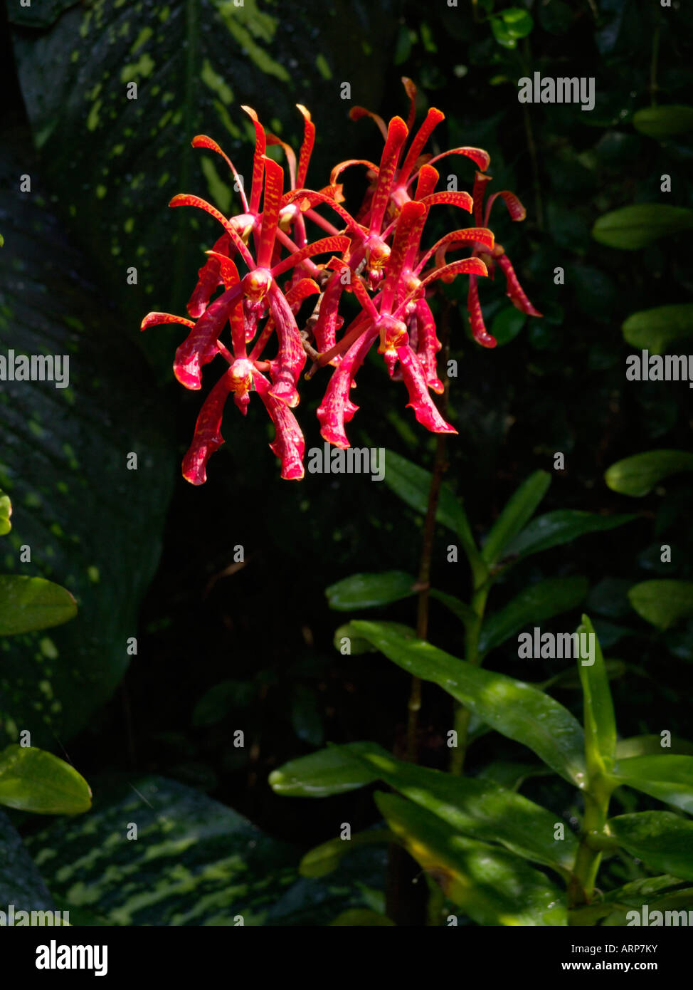 Aranthera Gloria Macapagal-Arroyo Stock Photo - Alamy