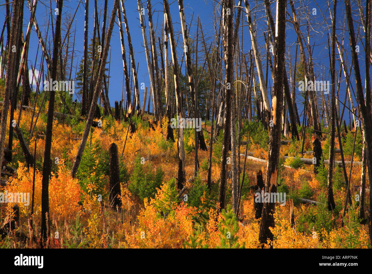Regrowth, Roosevelt Lodge Area, Yellowstone National Park, Wyoming, USA ...