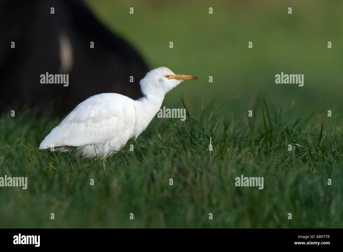 Cow herons hi-res stock photography and images - Alamy