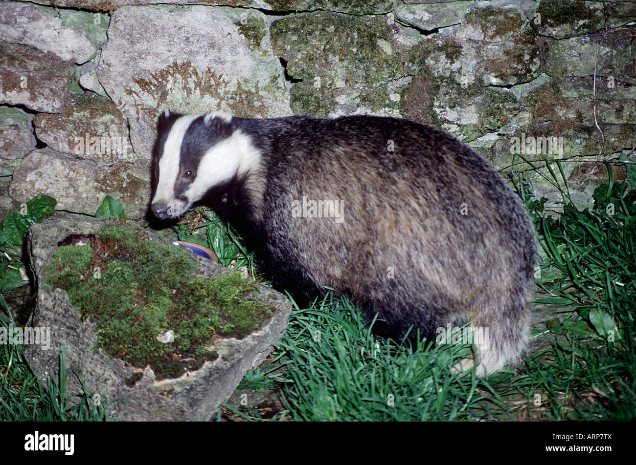 Badger At Night Stock Photo - Alamy