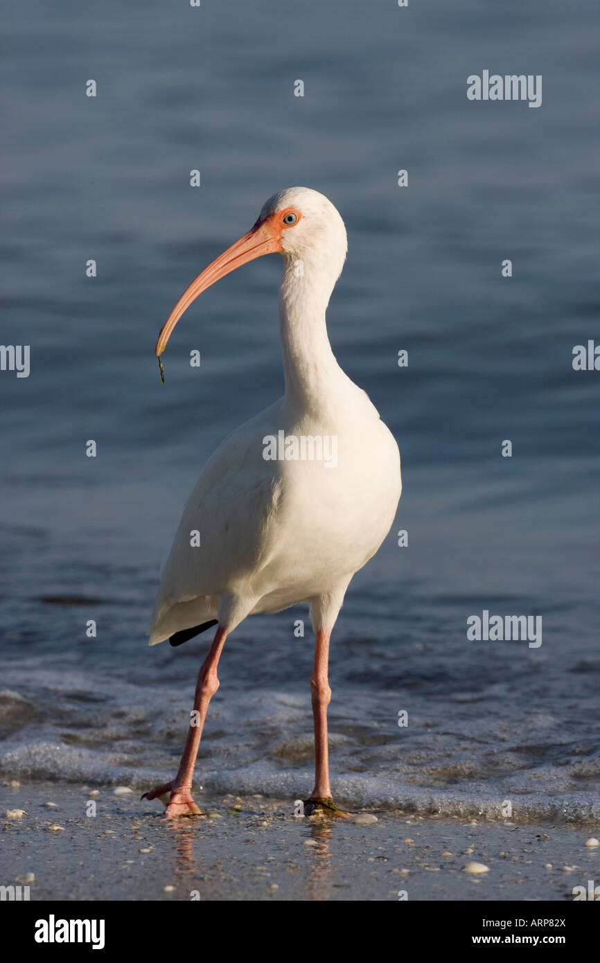 Florida de aves hi-res stock photography and images - Alamy