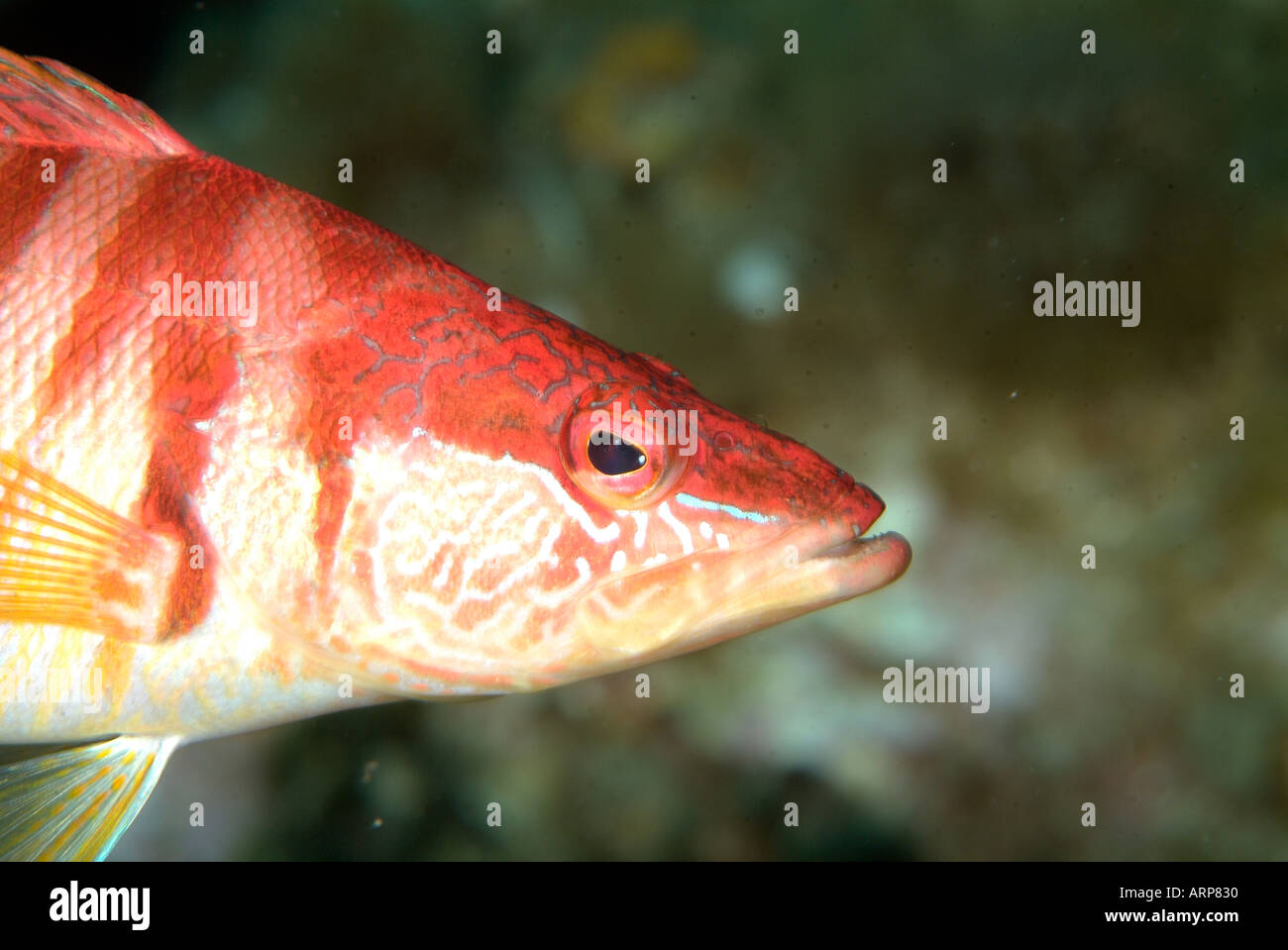 Painted comber swimming in the Mediterranean sea Stock Photo - Alamy