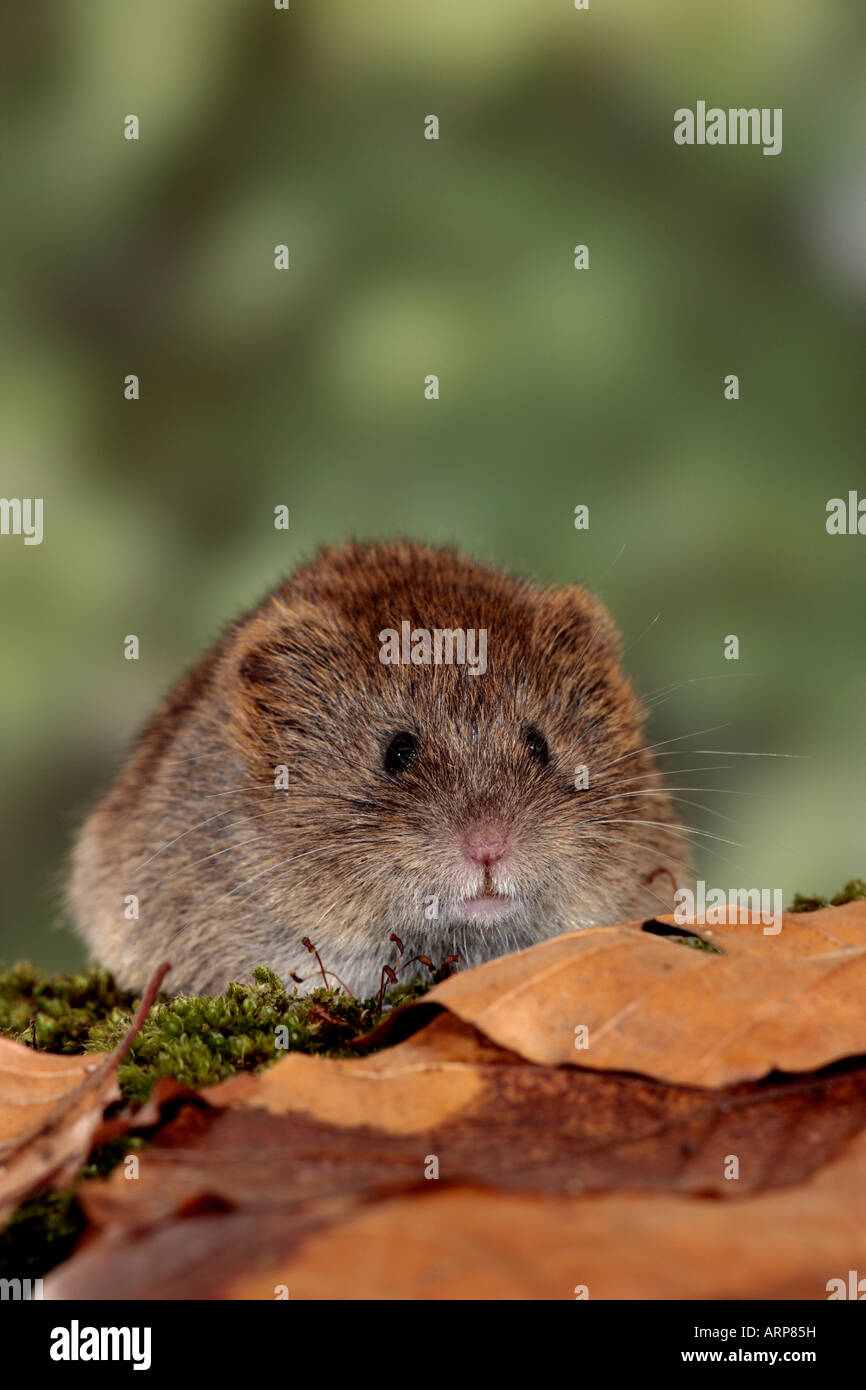 Short tailed vole Microtus agrestis close up Potton Bedfordshire Stock ...