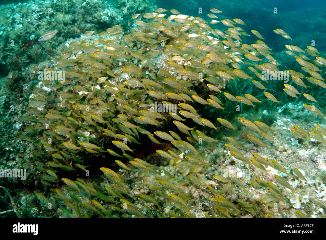 Sea life in the Mediterranean Sea Stock Photo - Alamy