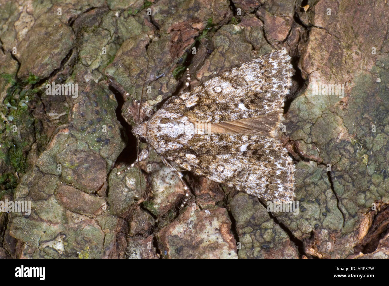 knot grass moth Acronicta rumicis Stock Photo - Alamy