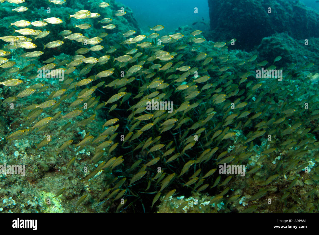 Sea life in the Mediterranean Sea Stock Photo - Alamy
