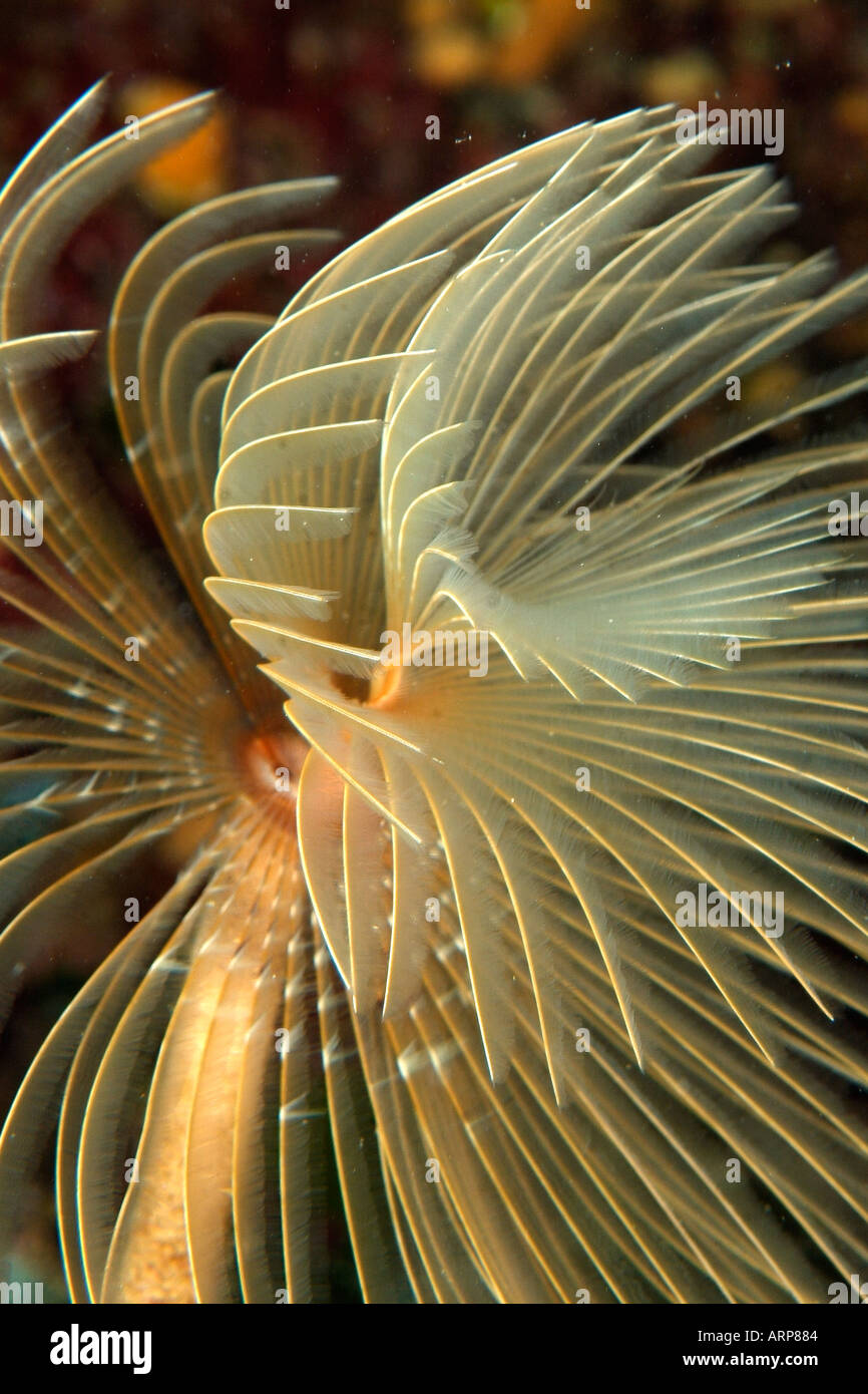 Sea life in the Mediterranean Sea fan worm Sea life in the ...