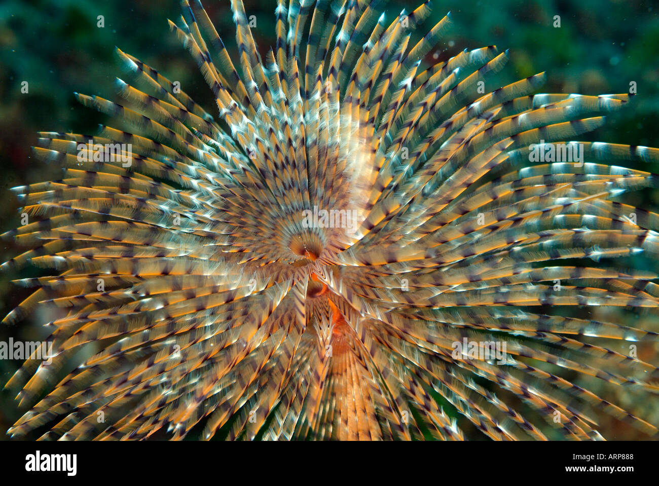 Sea life in the Mediterranean Sea fan worm spiral tube worm Stock Photo ...