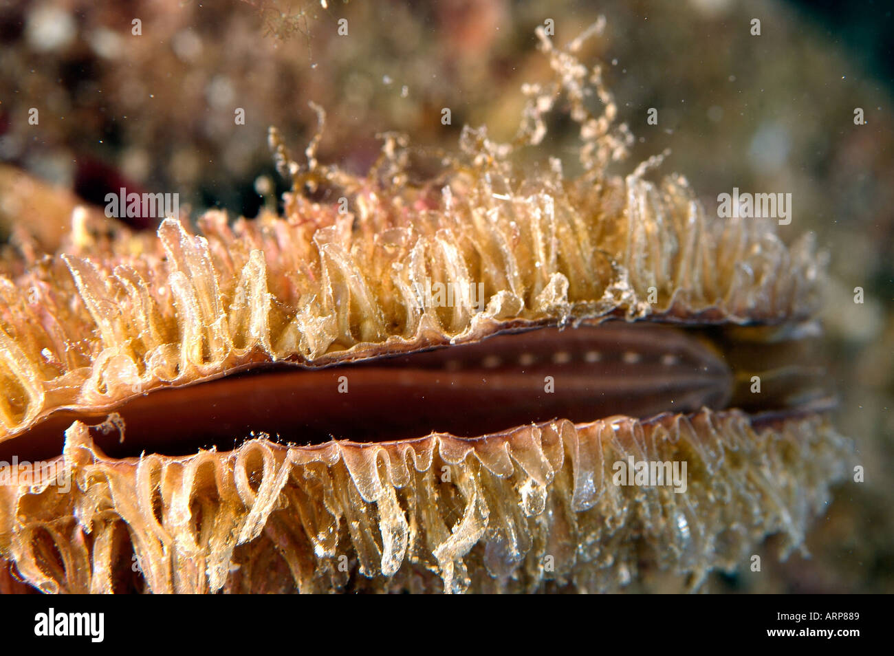 Pen shell (pinna nobilis) hi-res stock photography and images - Alamy