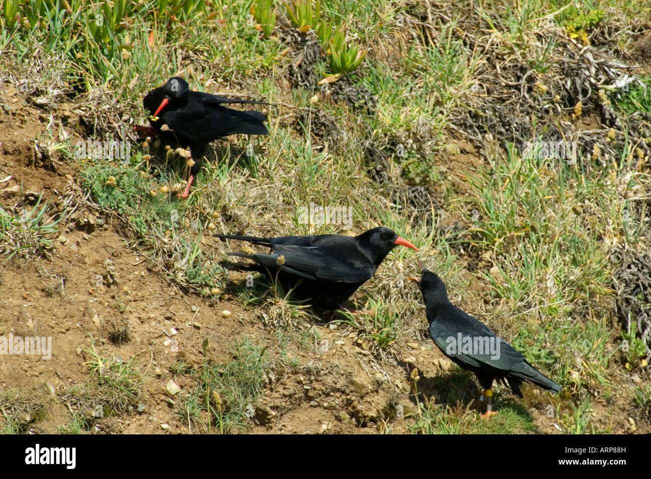 Cough cornwall lizard hi-res stock photography and images - Alamy