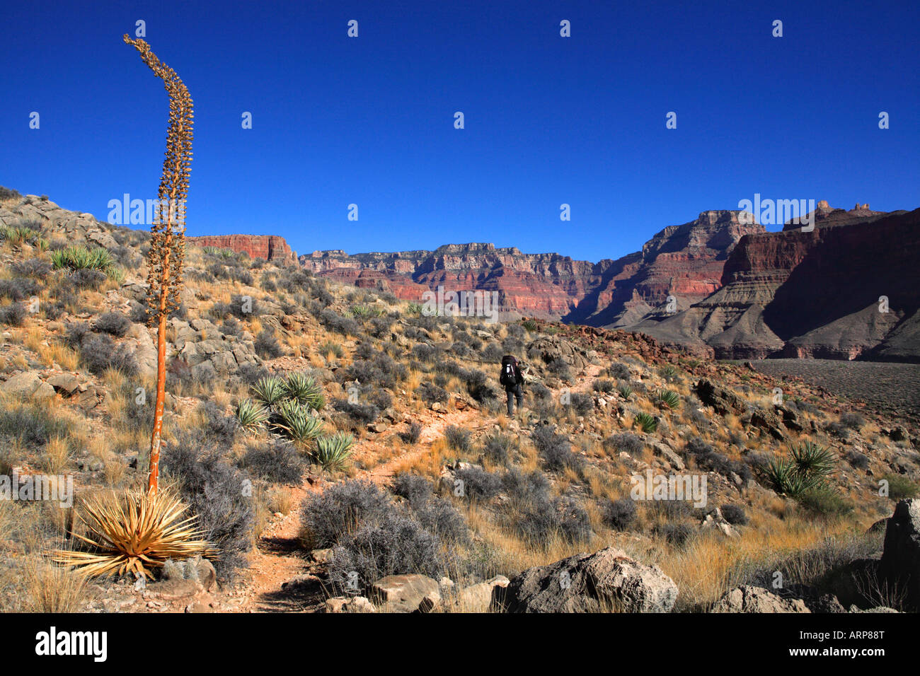 BACKPACKER ON CLEAR CREEK TRAIL CROSSING THE DESERT NEAR ZOROASTER ...