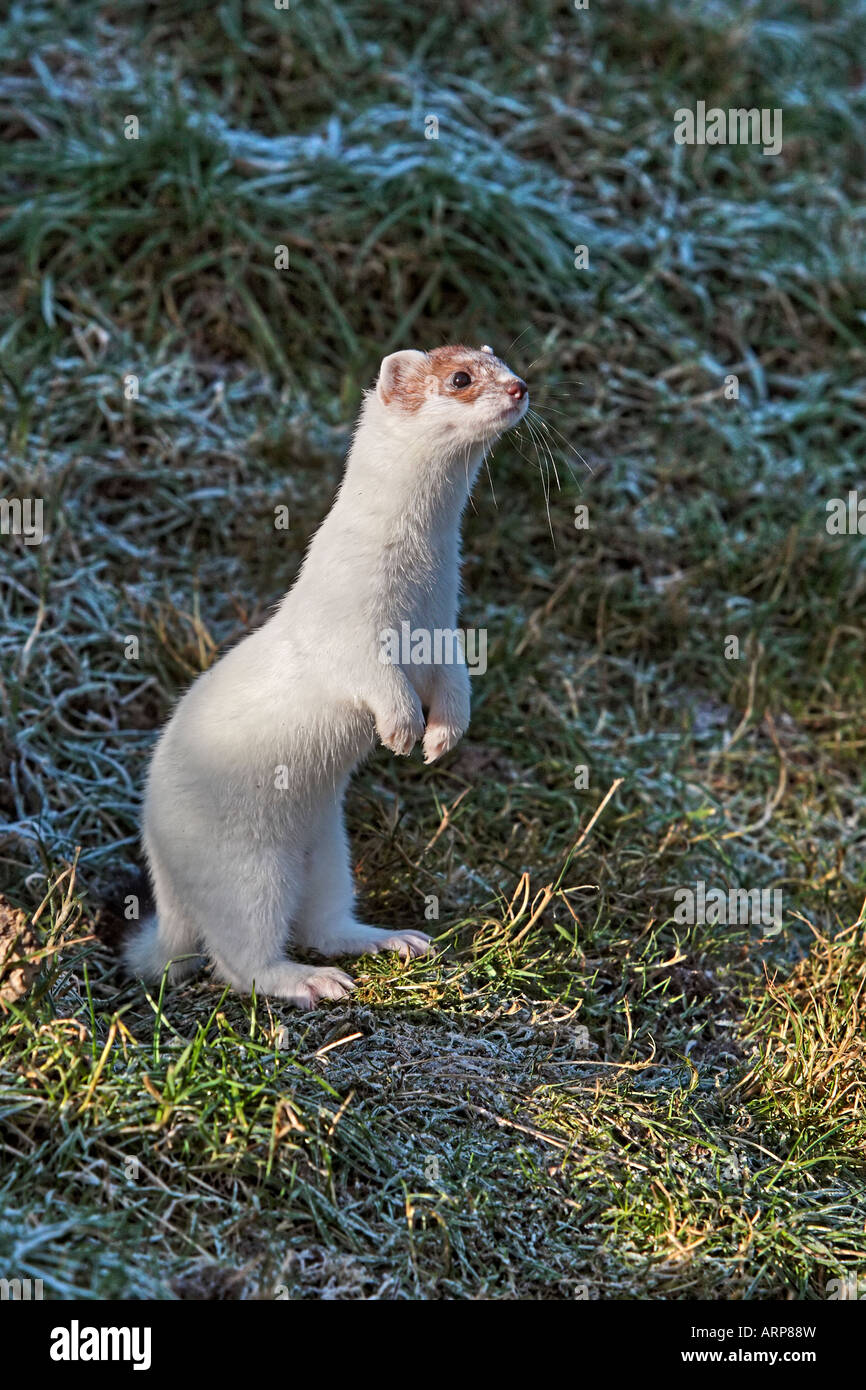 Mustela erminea hi-res stock photography and images - Alamy