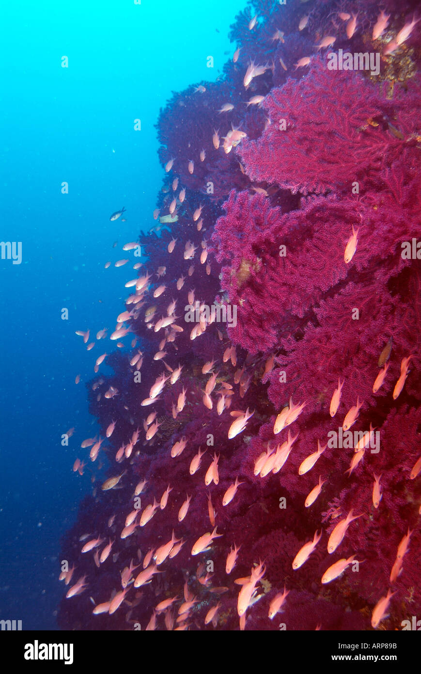 Field of red gorgonias in Mediterranean Sea Stock Photo - Alamy