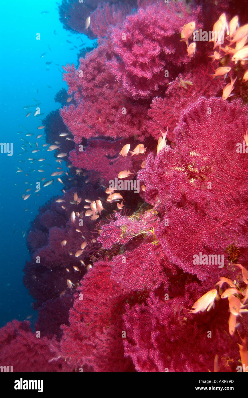 Field of red gorgonias in Mediterranean Sea Stock Photo - Alamy