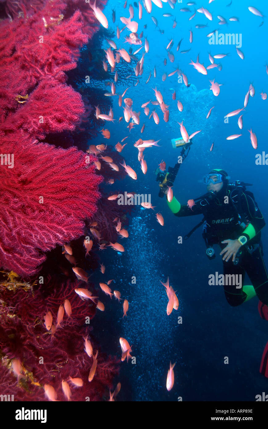 Gorgonias hi-res stock photography and images - Alamy