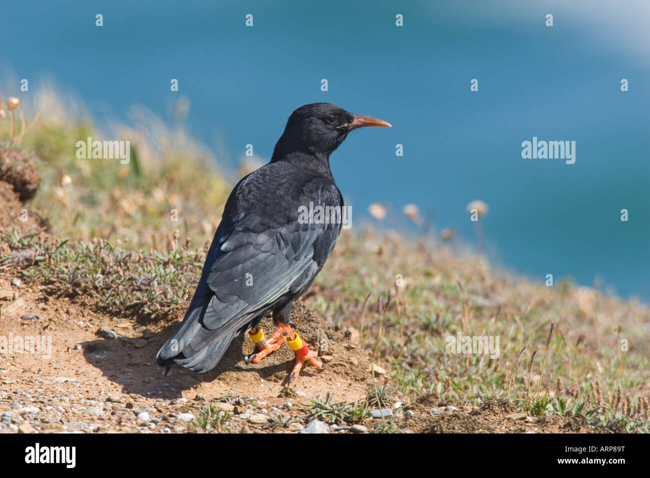 chough cornwall lizard Stock Photo - Alamy