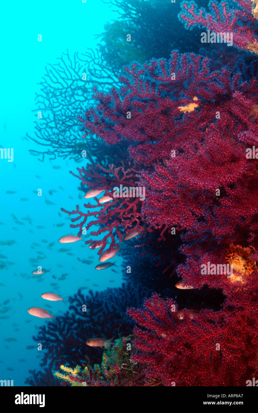 Field of red gorgonias in Mediterranean Sea Stock Photo - Alamy