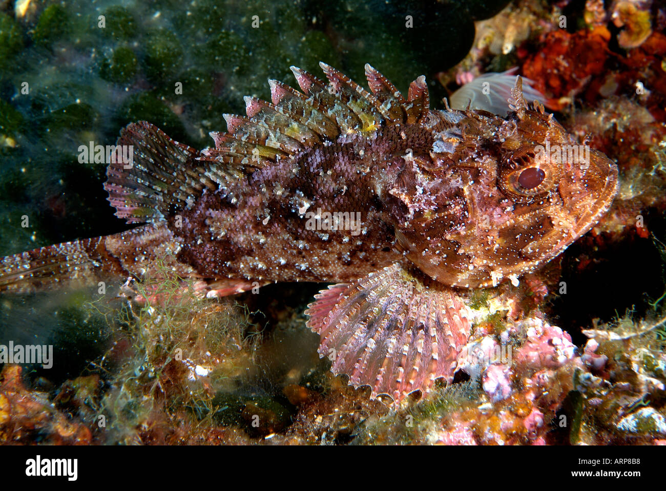 Sea life in the Mediterranean Sea scorpion Fish Stock Photo - Alamy